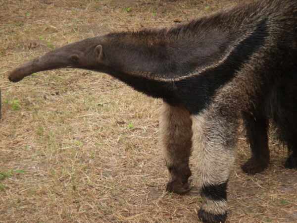 Giant Anteater (Myrmecophaga tridactyla)