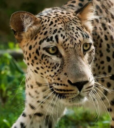 Caucasian Leopard: Species in World Land Trust reserves