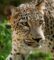 Caucasian Leopard: Species in World Land Trust reserves