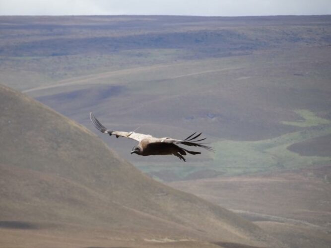 Andean Condor (Vultur gryphus)