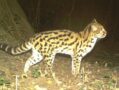 Margay (Tree Ocelot) (Leopardus wiedii)