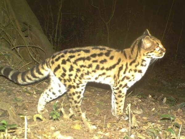 Margay (Tree Ocelot) (Leopardus wiedii)