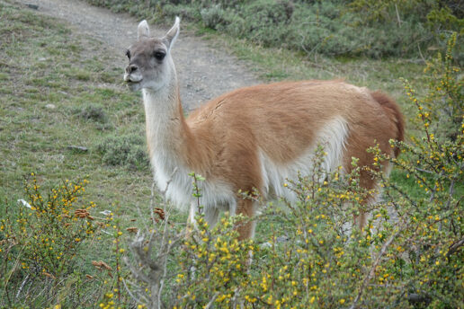 Guanaco (Lama guanicoe)