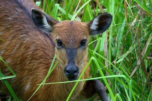 Sitatunga (Tragelaphus spekii)
