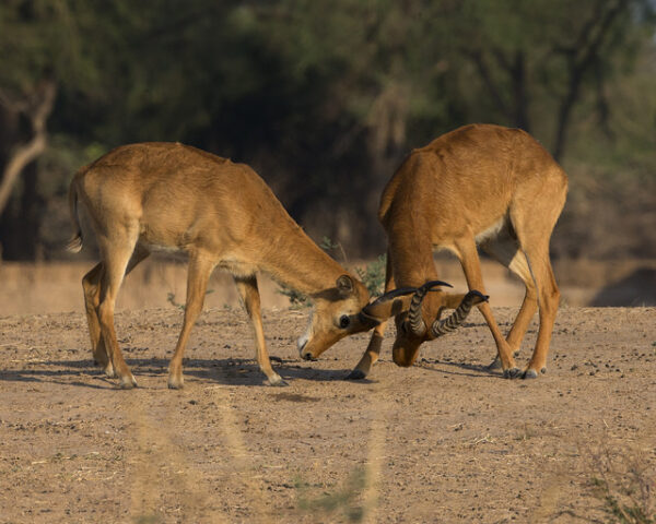 Puku: Species in World Land Trust reserves
