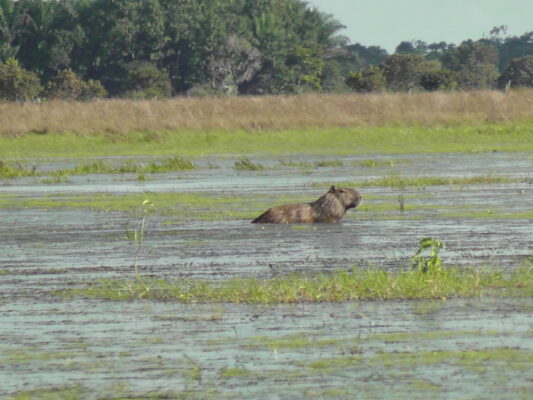 Capybara: Species in World Land Trust reserves