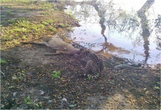 Ocelot (Leopardus pardalis)
