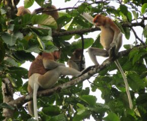Proboscis Monkey (Nasalis larvatus)