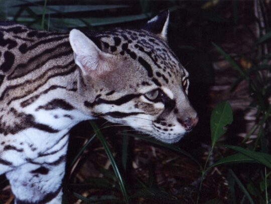 Ocelot: Species in World Land Trust reserves