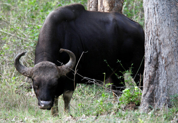 Gaur (Bos gaurus)