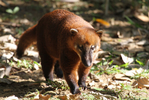 South American Coati (Nasua nasua)