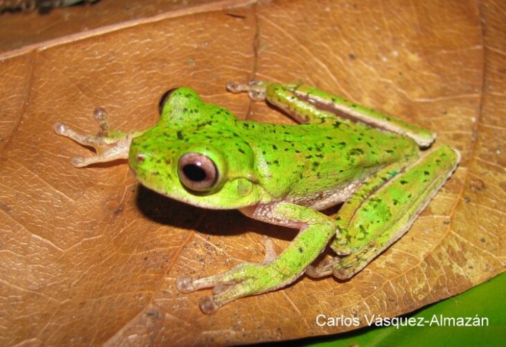 Chinamococh Stream Frog (Ptychohyla sanctaecrucis)