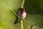 Bumblebee Hummingbird - Atthis heloisa