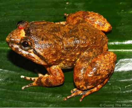 New fanged frog species discovered in Vietnam