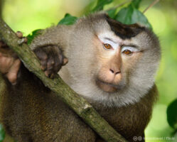 Northern Pig-tailed Macaque (Macaca leonina)
