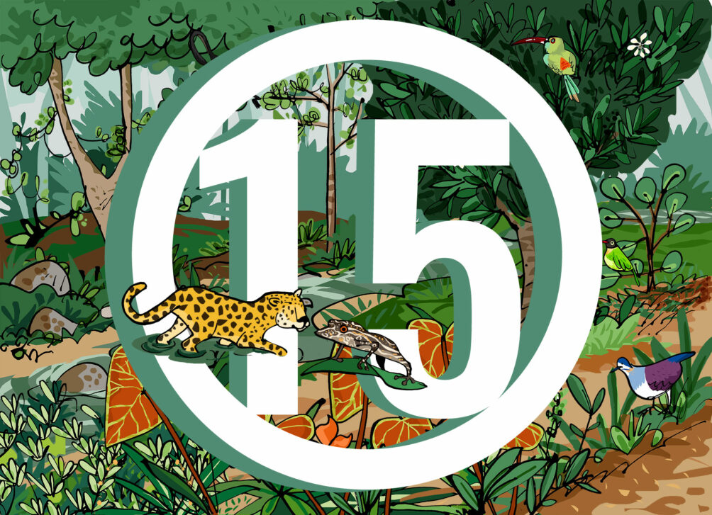 Bare to Budding - What Reforestation Looks Like