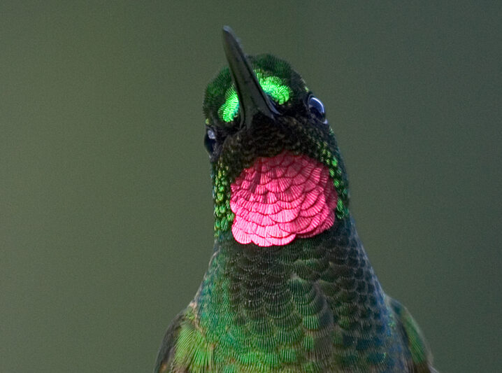 Reflecting on the International Day of Biodiversity 2020