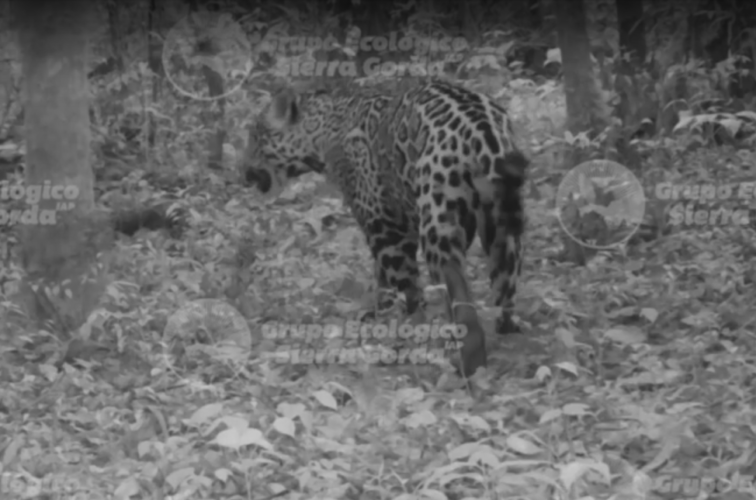Trio of Predators Caught on Camera at Mexico Reserve.