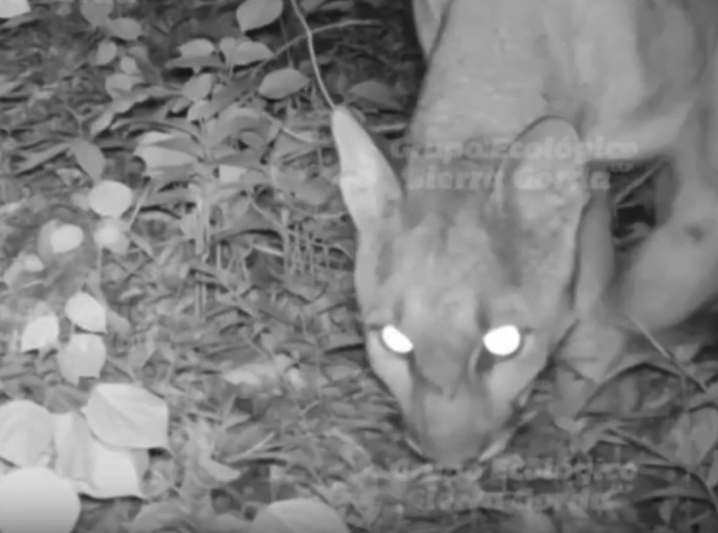 Trio of Predators Caught on Camera at Mexico Reserve.