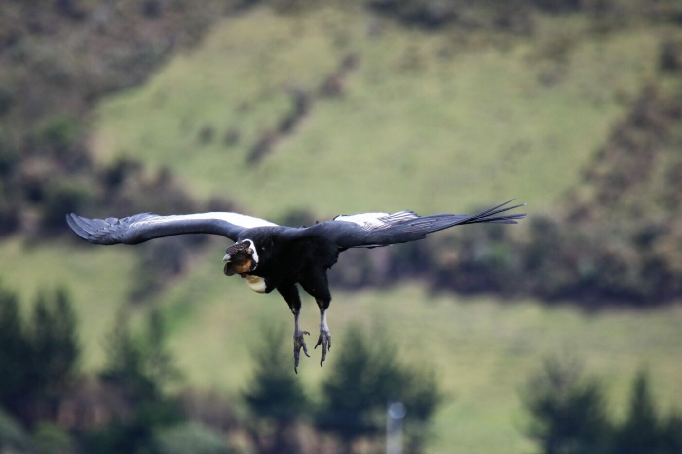 Andean Condor’s Soaring Release in Fundacion Jocotoco’s Chakana Reserve.