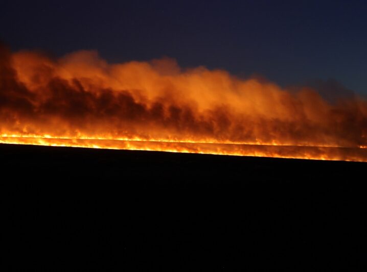 #StayAheadoftheFlames: Guanaco’s Long Road to Recovery after Patagonia Fire