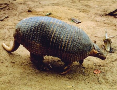 What We Win When We Stop the Fire: Why Protecting the Armadillo Matters