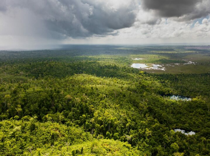 Maya Forest renews WLT’s decades-old vision for a living planet