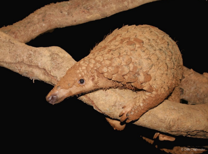 Sunda Pangolin: A species you can help through our Borneo appeal