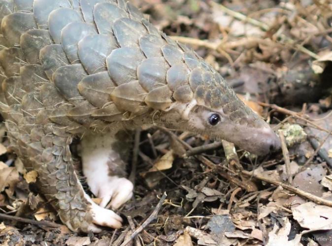 Sunda Pangolin: A species you can help through our Borneo appeal