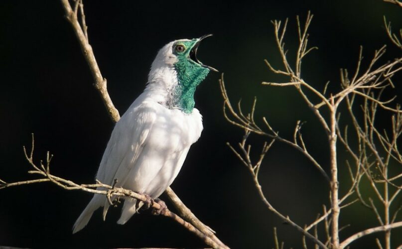 COP26: Brazil’s REGUA as a model of ecosystem restoration