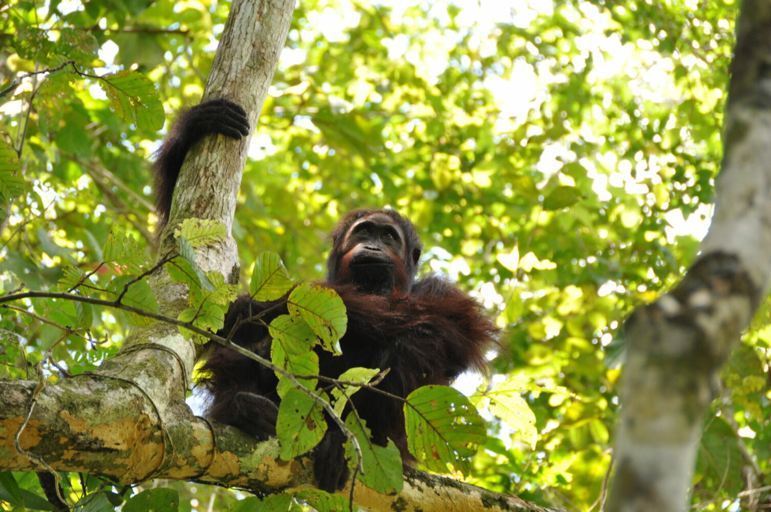 Plant a Tree as a gift