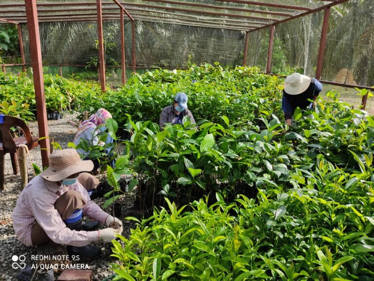 Plant a Tree as a gift