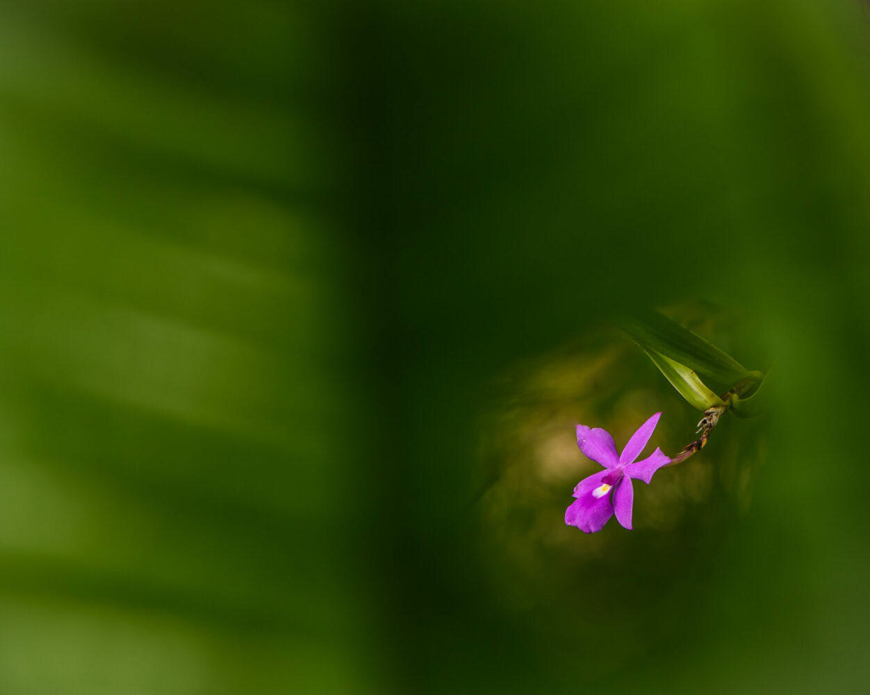 El Silencio Reserve welcomes new rangers and wildlife