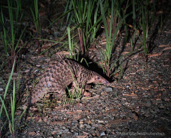 SUNDA PANGOLIN (Manis javanica)