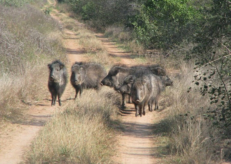 Great news for Argentina's Dry Chaco With 5,411-hectare Forest Expansion