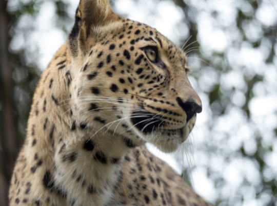 Third consecutive sighting of Caucasian Leopard