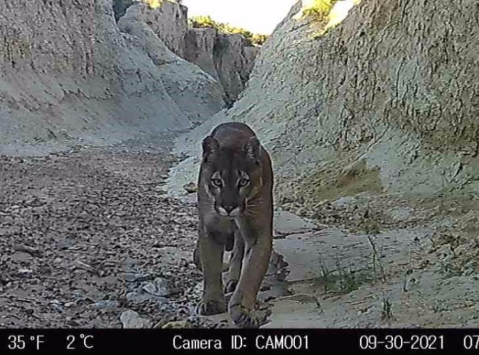 On the trail of the Patagonian Puma