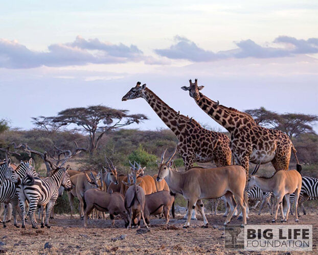 Big Life Foundation - WLT Partner