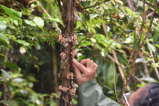 WLT Spring Appeal: A Forest for the Future - World Land Trust