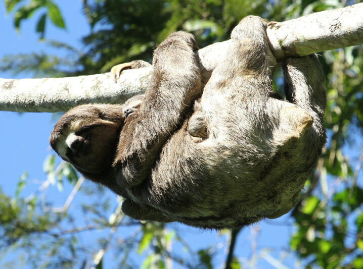 The sloth, the moth, and the algae