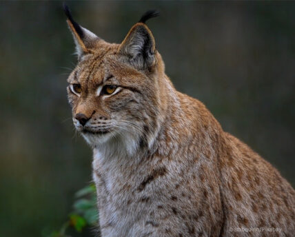 Eurasian Lynx (Lynx lynx)