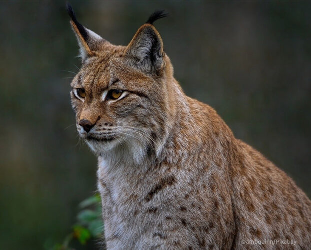 Eurasian Lynx (Lynx lynx)