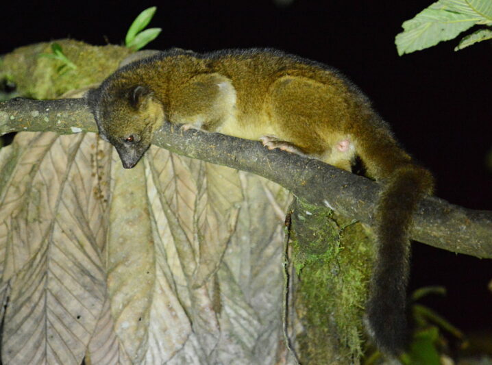 The Olinguito: a cloud forest species that science misunderstood