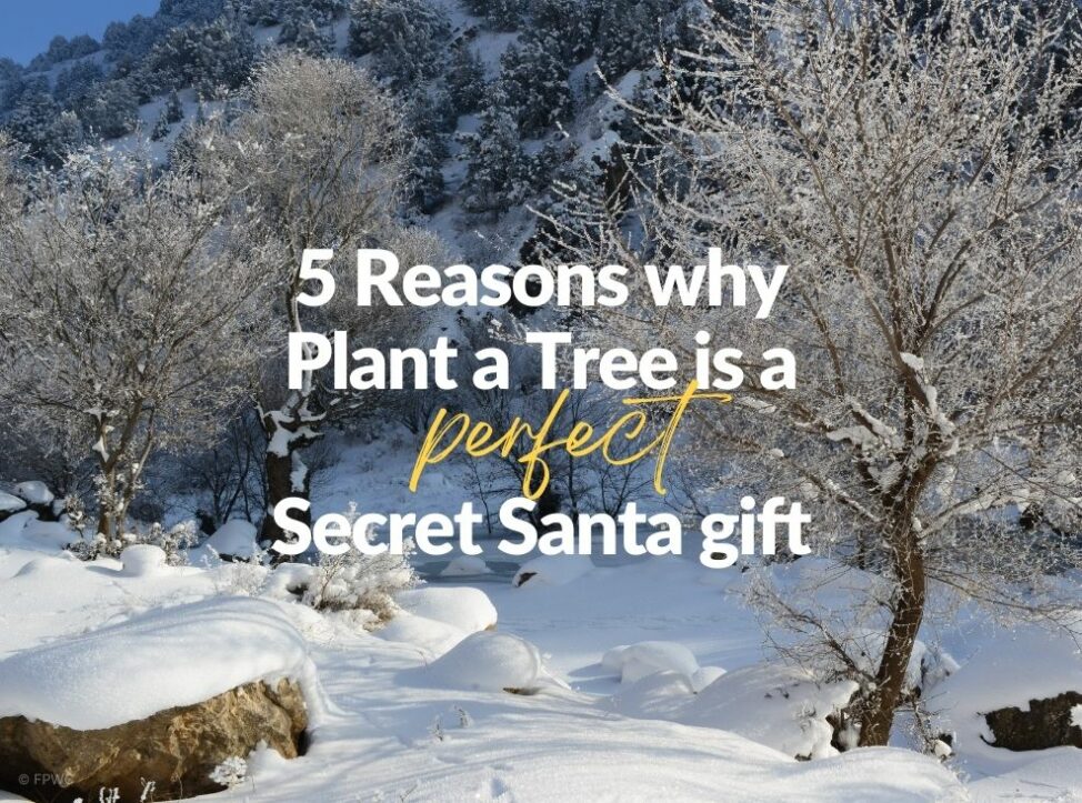 5 reasons why Plant a Tree is a perfect Secret Santa present