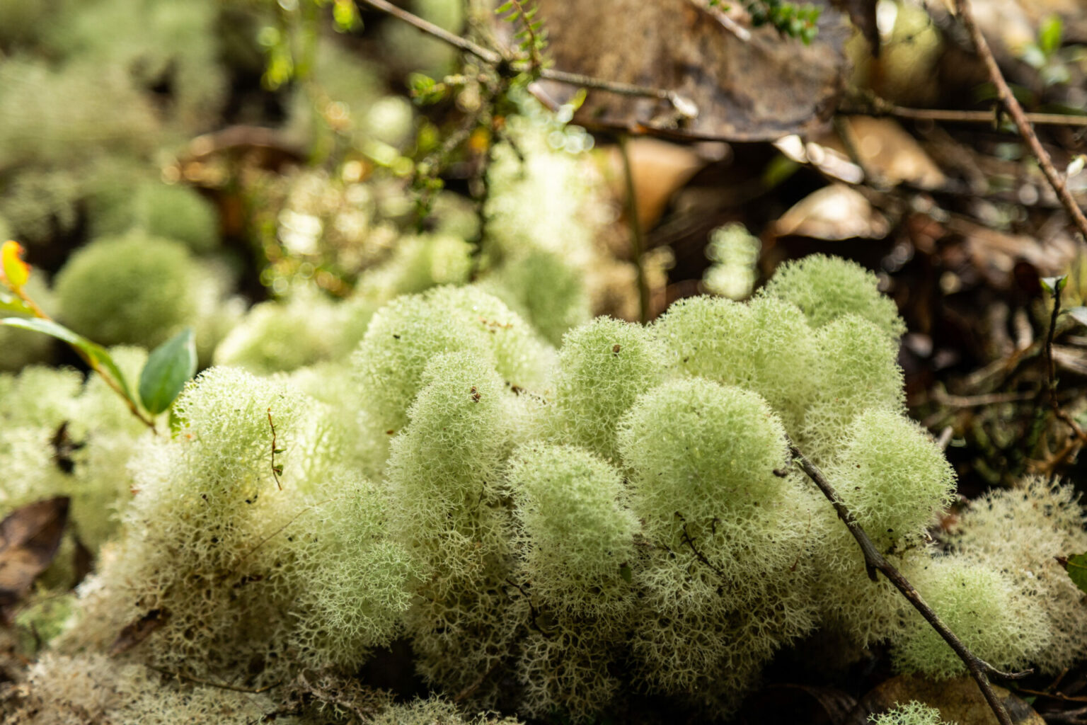 Say ‘funga’ more; United Nations calls for fungi recognition