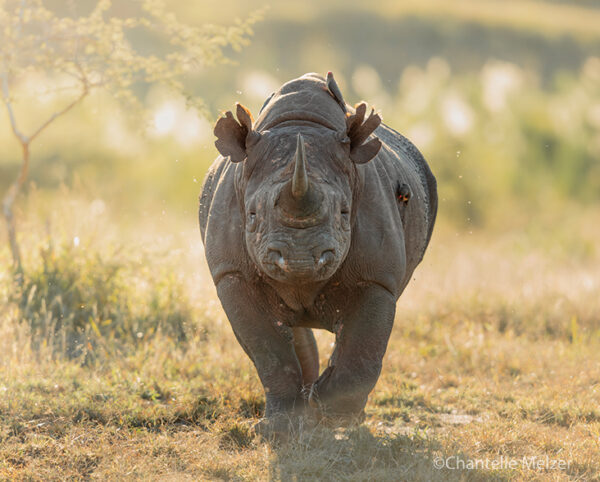 Black Rhino (Diceros bicornis)