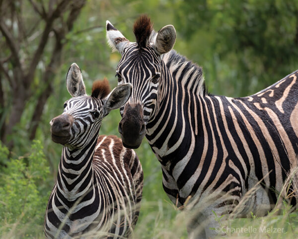 Plains Zebra (Equus quagga)