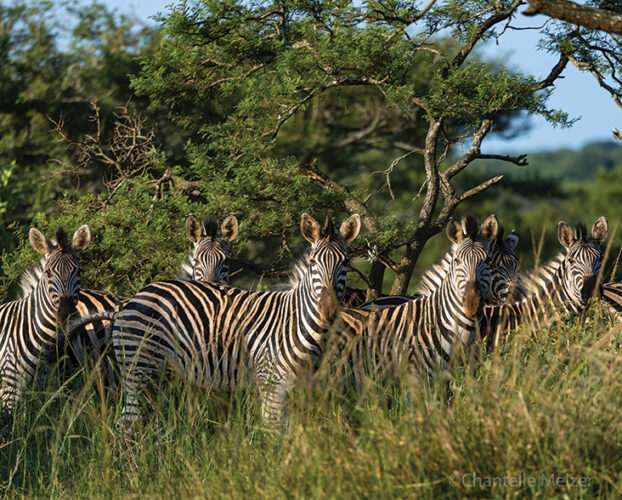 Plains Zebra (Equus quagga)