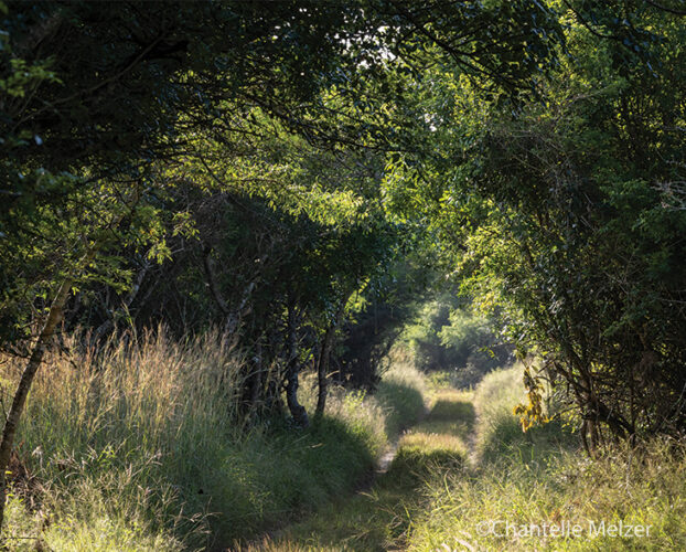 Suni (Nesotragus moschatus)