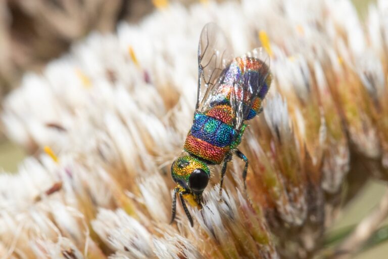 Rainbow Wasps in Renosterveld